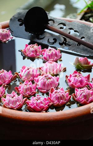 Lotus in the basin beautiful Stock Photo - Alamy