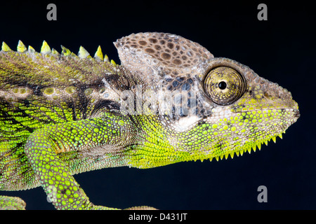 Warty chameleon Furcifer verrucosus Madagascar Stock Photo - Alamy