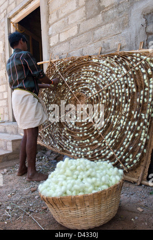 Sorting Silkworm Cocoons, Silk Making in China Stock Photo - Alamy