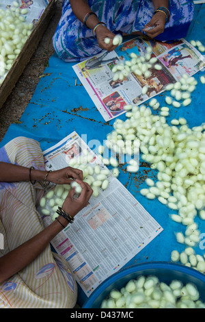 Sorting Silkworm Cocoons, Silk Making in China Stock Photo - Alamy