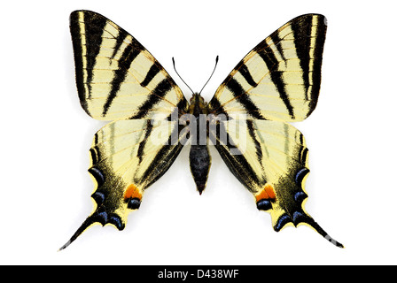 A close-up shot of a Scarce swallowtail on leaves in a blur Stock Photo ...