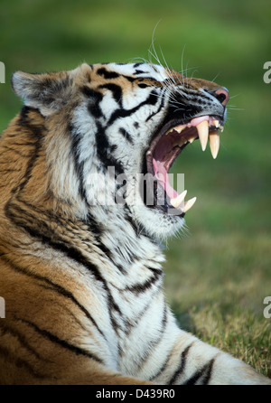 Tiger baring his teeth Stock Photo - Alamy