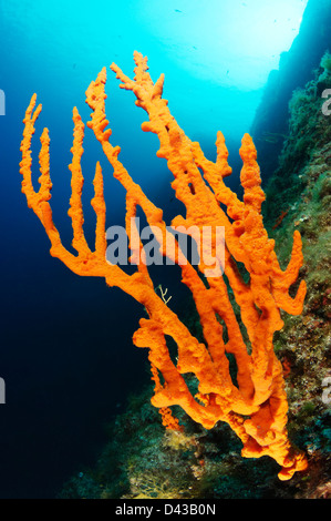 Common yellow orange antlers sponge (Axinella polypoides). Croatia ...