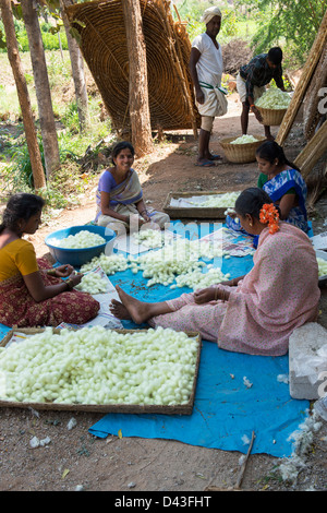 Sorting Silkworm Cocoons, Silk Making in China Stock Photo - Alamy