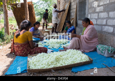 Sorting Silkworm Cocoons, Silk Making in China Stock Photo - Alamy