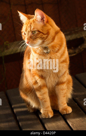 side view of cute domestic ginger cat with long tail sitting isolated ...
