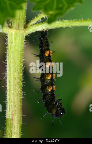 Inachis io, Peacock butterfly larva Stock Photo - Alamy