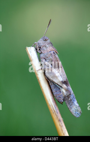A grasshopper sitting in the grass close up. A green grasshopper. Macro ...