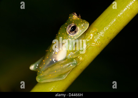 White-spotted Glass Frog, Cochranella albomaculata, in Burbayar nature ...