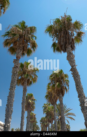 Palm trees at Paphos, Cyprus Stock Photo - Alamy
