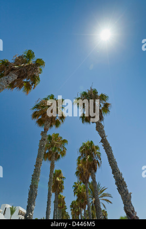 Towering Palm Trees and Blue Sky, Upward View Stock Photo - Alamy