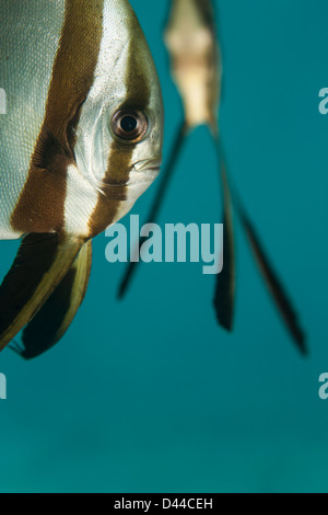 Longfin spadefish (Platax teira) juvenile. Mimics dead leaf. Manado ...
