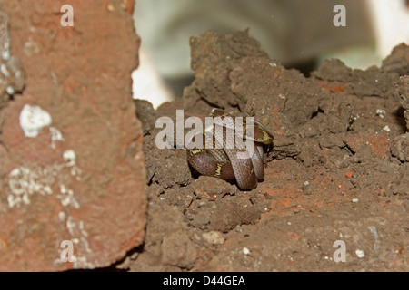 Colubridae, Common wolf snake, Lycodon aulicus, Bagafa FD. South ...