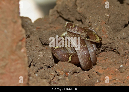 Colubridae, Common wolf snake, Lycodon aulicus, Bagafa FD. South ...
