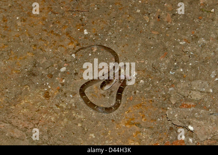 Colubridae, Common wolf snake, Lycodon aulicus, Bagafa FD. South ...