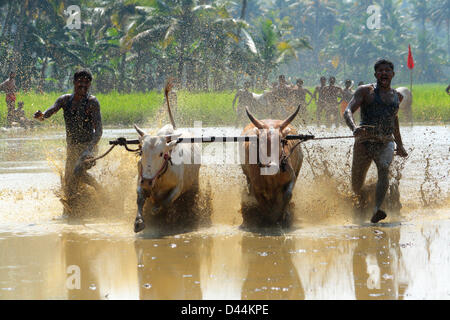 Maramadi, ox race or Bull Surfing in Kerala, India Stock Photo - Alamy