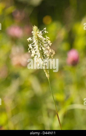Timothy or Foxtail grass seed head or seedhead backlit by the sun in ...