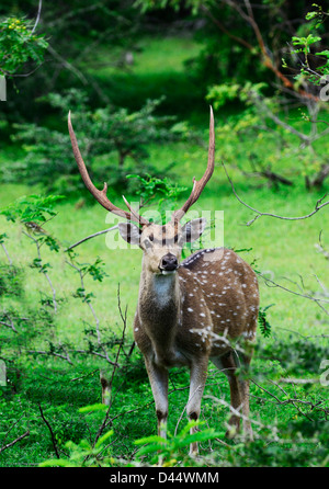 A deer in Yala National Park, Sri Lanka Stock Photo - Alamy