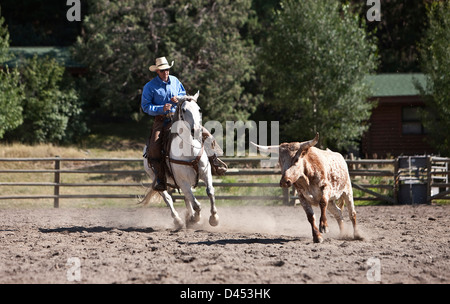 Cowboy wrangler moving cattle in corral, ranching, Montana USA Stock ...