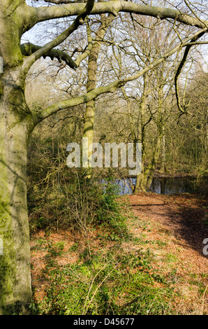 Priory Woods Local Nature Reserve in Sandwell Valley Country Park Stock ...