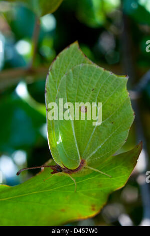 a leaf butterfly, camouflaged to look like a dead leaf in both shape ...