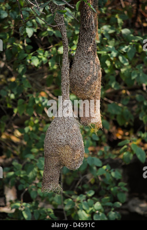 male Baya Weaver bird, (Ploceus philippinus), building pendulum nest, Keoladeo Ghana National ...