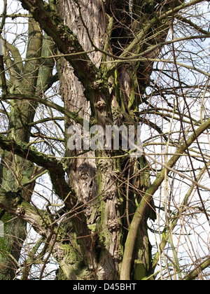 trunk from a black locust / Robinia pseudoacacia / Stamm einer ...