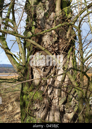 black locust (Robinia pseudoacacia) Plantae Stock Photo - Alamy