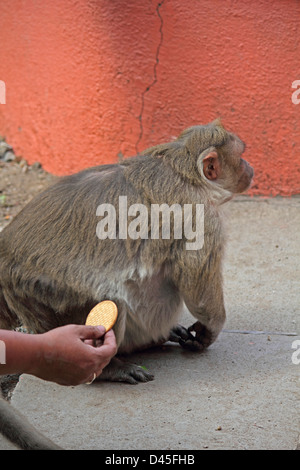 Rhesus macque Macaca mulatta , Monkey grooming cat, India Stock Photo ...