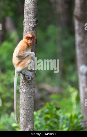 Monkey sitting on a tree in bright sunlight Stock Photo - Alamy