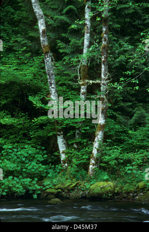 Red alder (Alnus rubra) along Quartzville Creek Wild and Scenic River ...