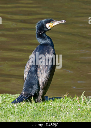 Great cormorant , standing on river snag, green water Stock Photo - Alamy
