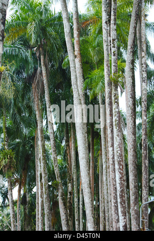 Palm trees in Palmentuin Park in Paramaribo Surinam Stock Photo - Alamy