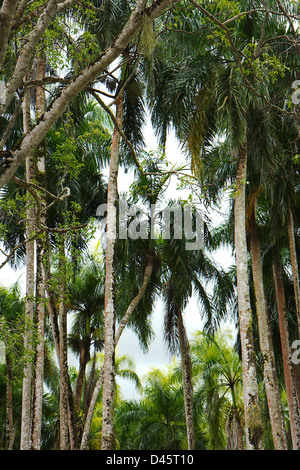 Palm trees in Palmentuin Park in Paramaribo Surinam Stock Photo - Alamy