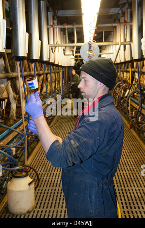 Dairy farmer in the milking parlour, attaching the cluster unit to the ...
