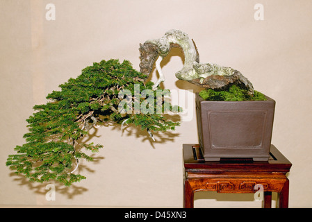 Norway spruce (Picea abies, Picea excelsa), cultivar Inversa, cones ...