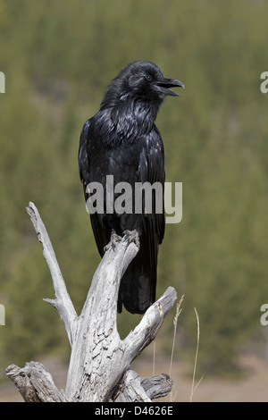 A Raven or large Crow sitting on the Peak of a tile roof holding a ...