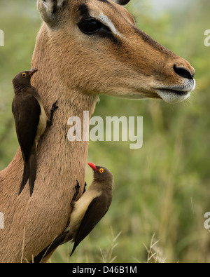 Three Red billed Oxpecker juvenile bathing in waterhole in Kruger ...