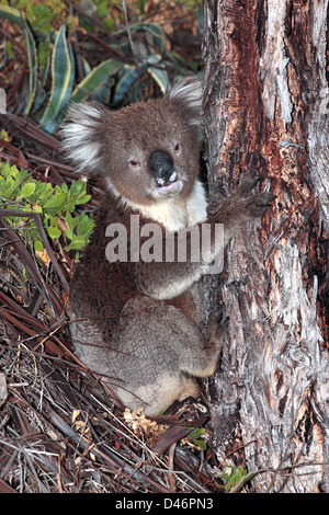 Koala climbing eucalyptus tree to feed and shelter from rain ...