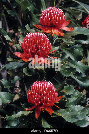 Corroboree Waratah- Telopea Stock Photo - Alamy