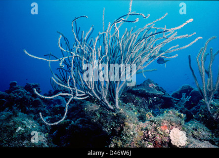 Knobby Sea rod, Eunicea sp., Giant slit pore Sea Rod, Plexaurella ...