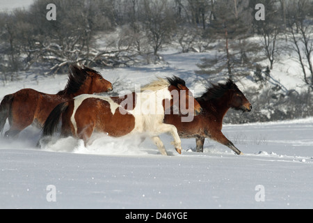 Hucul Pony, Carpathian Pony, Huzul. Three adults in snow sticking heads ...