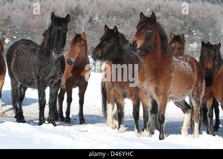 Herd of Hucul pony horses on a pasture near Wolosate village in Western ...