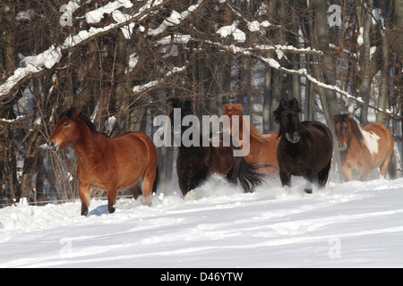 Hucul Pony, Carpathian Pony, Huzul. Herd standing on a snowy meadow ...