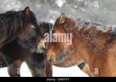 Hucul Pony, Carpathian Pony, Huzul. Three adults in snow sticking heads ...