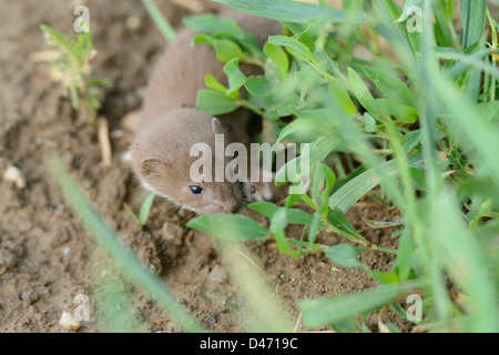 least weasel (Mustela nivalis), juvenile on an acre, Austria, Styria ...