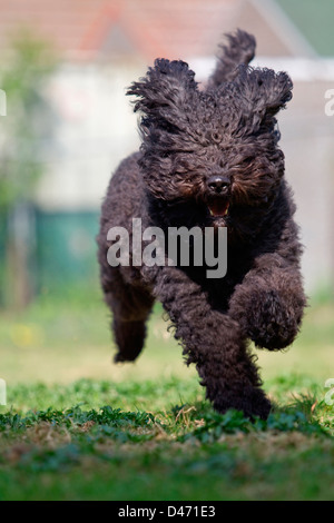 Dog Barbet / French Water Dog adult running Stock Photo - Alamy