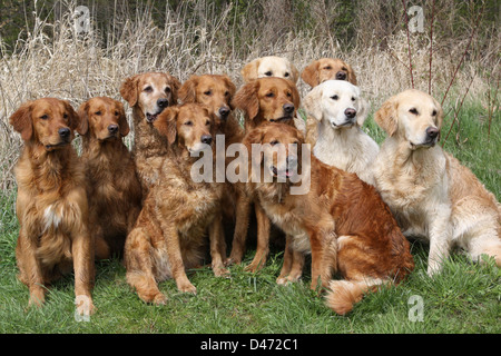 Golden Retriever. Large group of adults of various colours and age ...