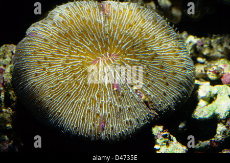 Plate, Disk, Mushroom Coral, Fungia sp., Fungiidae Stock Photo - Alamy