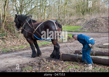 Forester dragging tree trunks / logs from forest with Belgian Draft ...
